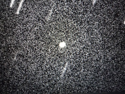 地球に接近した2つの小惑星: 大きな緑の木の下で